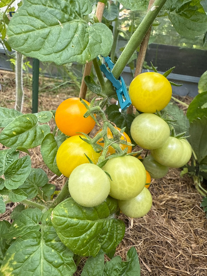 Tomatfrø – Page 19 – Fru Petunia