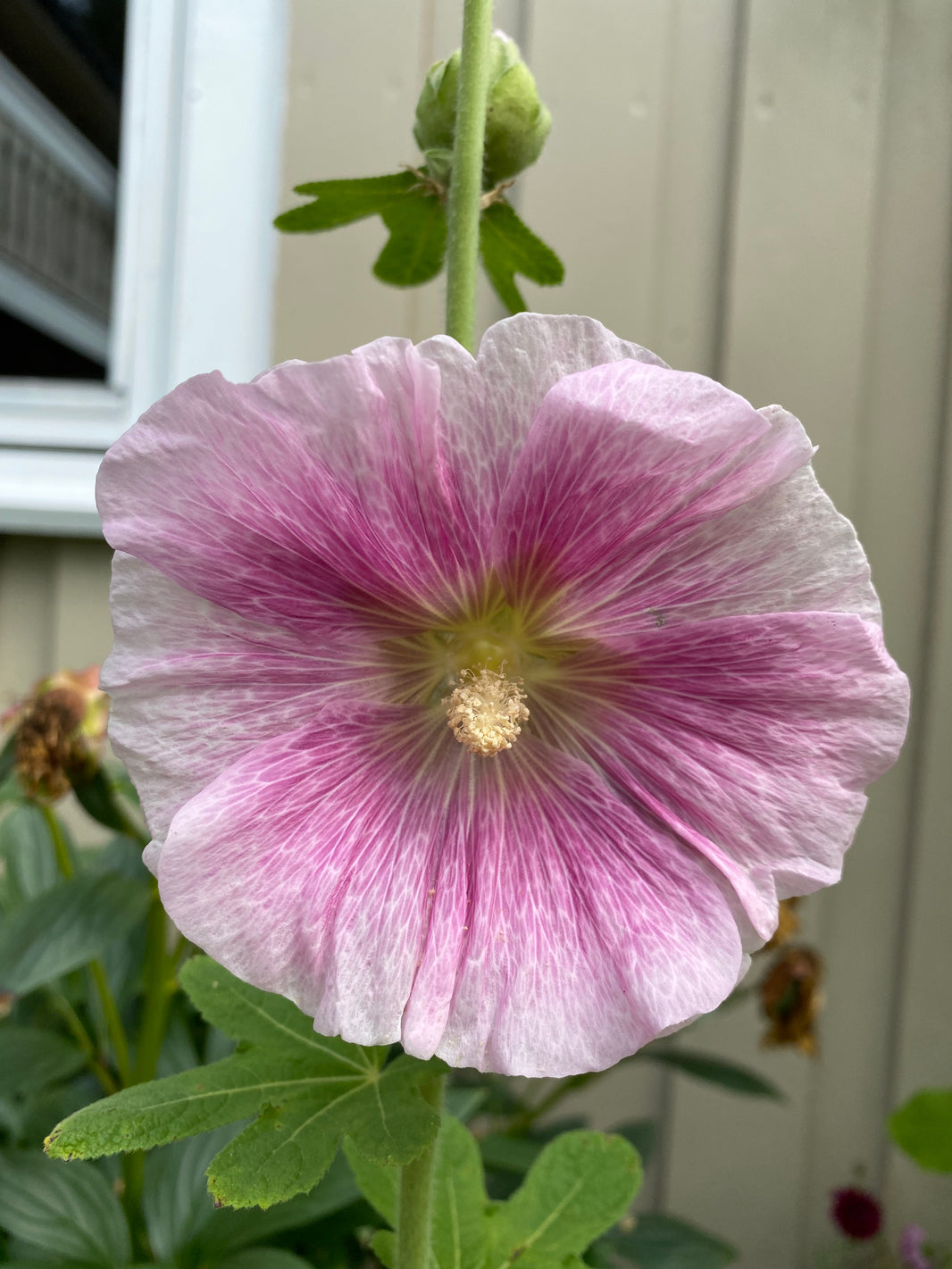 Fru Petunia