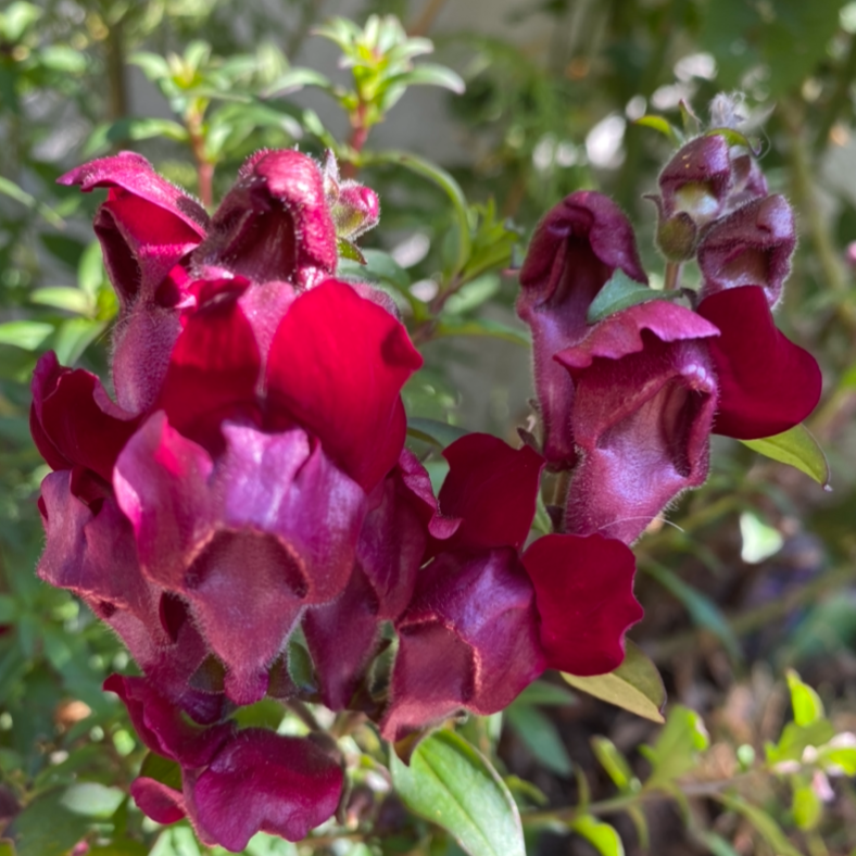 Løvemunn "Black Prince" – Fru Petunia